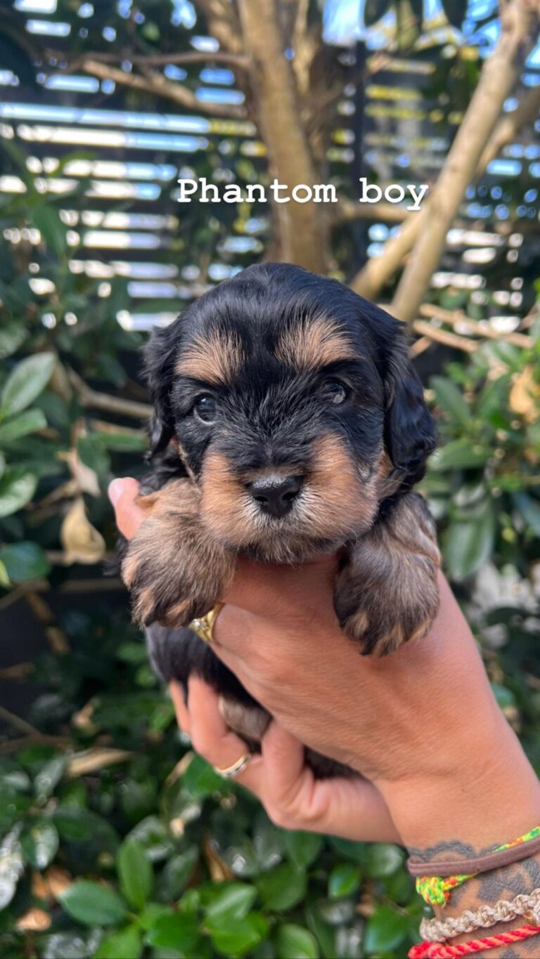 Puppies Available – Gold Coast Cavoodles