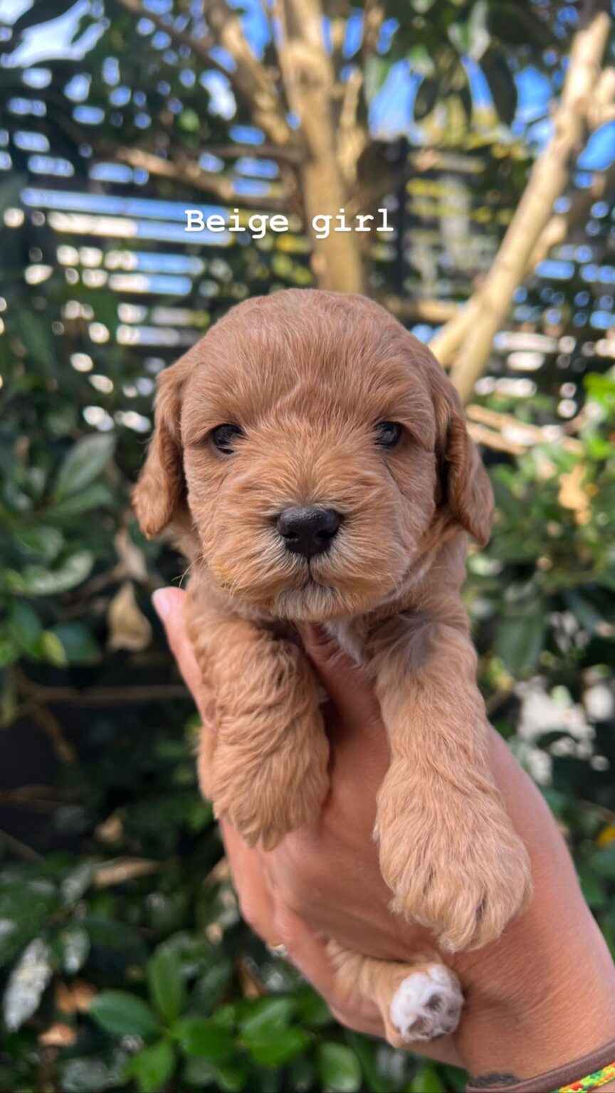 Puppies Available – Gold Coast Cavoodles