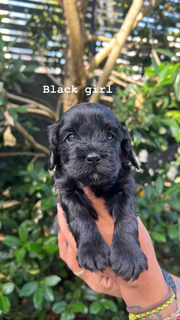Puppies Available – Gold Coast Cavoodles