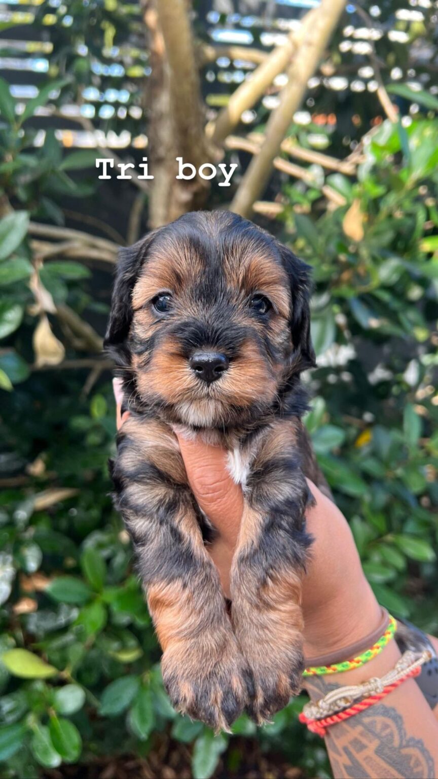Puppies Available – Gold Coast Cavoodles