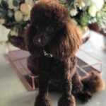 Puppies Available – Gold Coast Cavoodles